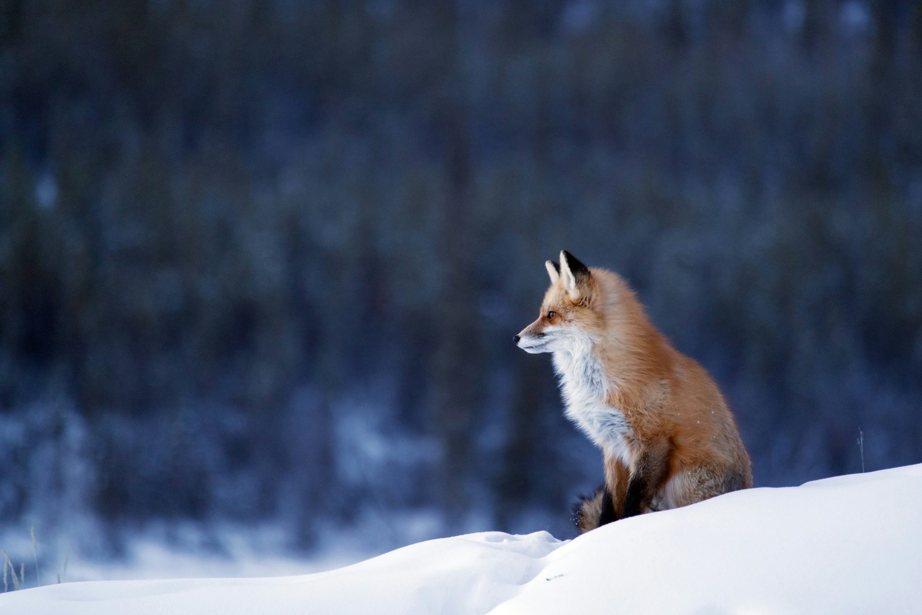 Winter Wildlife Viewing in British Columbia
