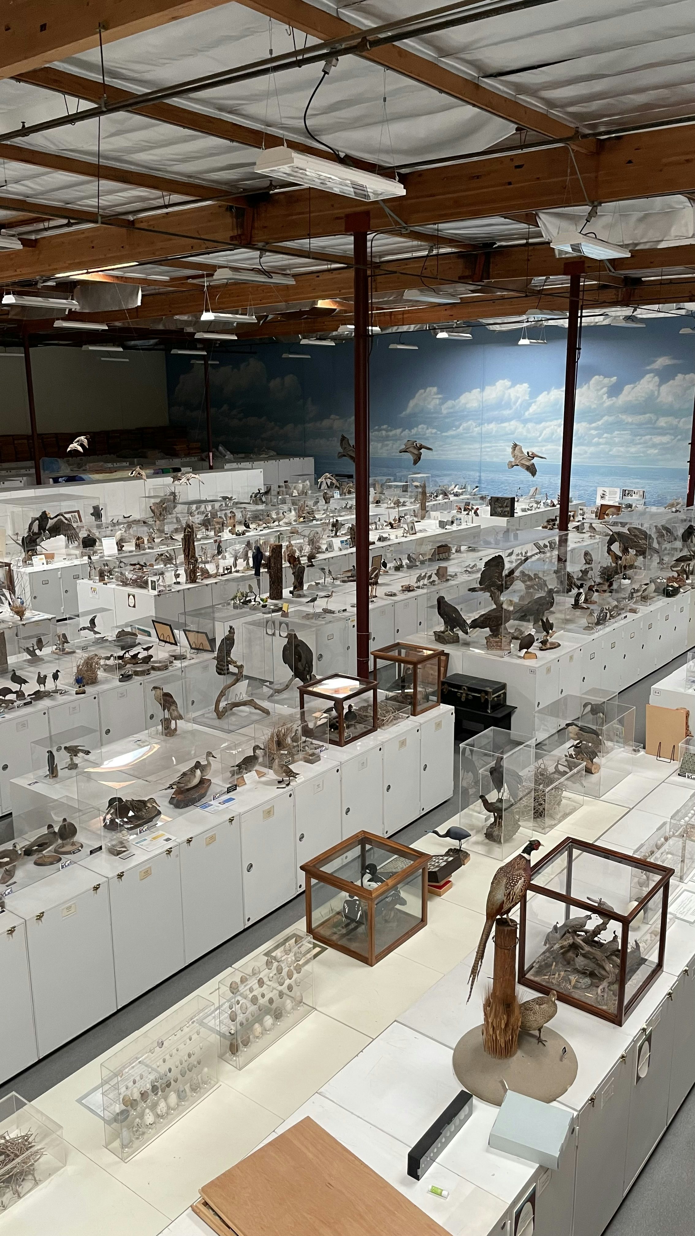 Check out the Bird Museum in Camarillo, California